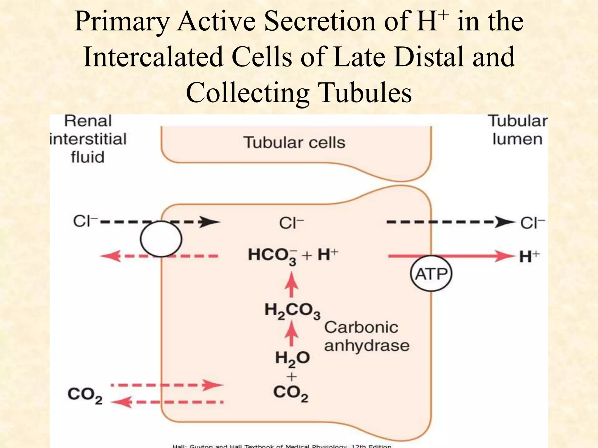 Renal control of acid base balance | PPTX