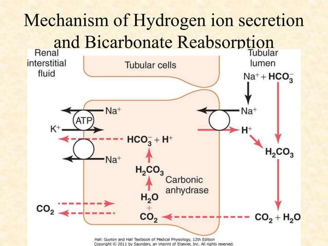 Renal control of acid base balance | PPTX