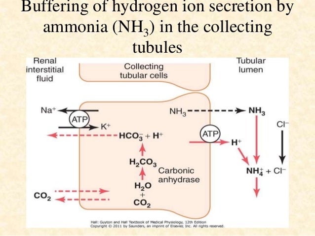 Renal control of acid base balance