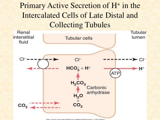 Renal control of acid base balance