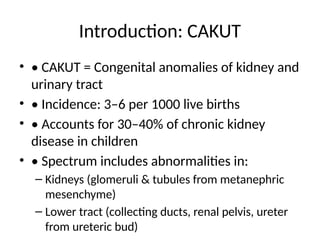 Renal_Development_CAKUT_Seminar.pptx in short | PPTX