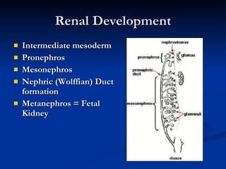 Renal Development Dysplasia 2 | PPT
