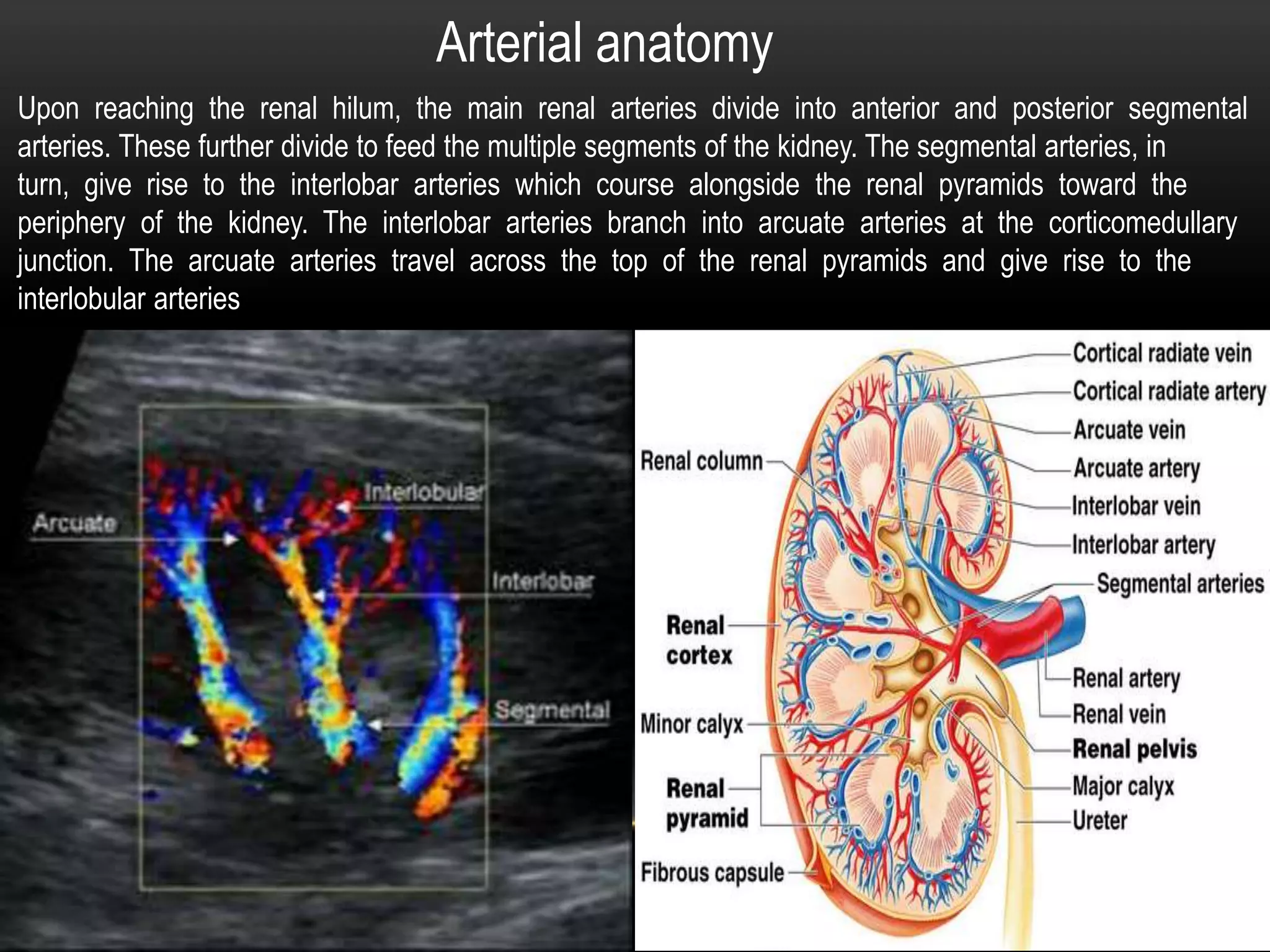 Renal doppler usg | PPTX