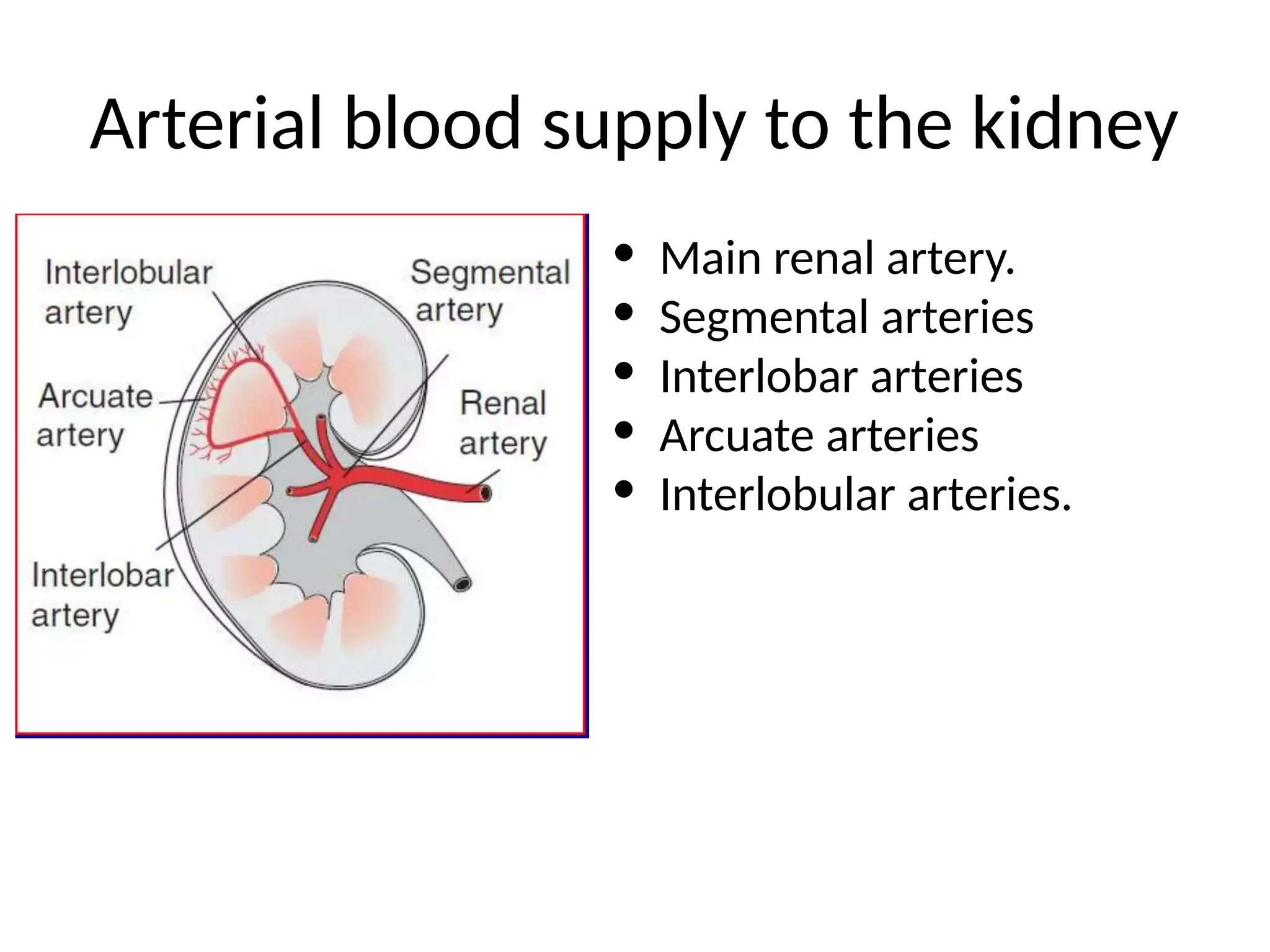 RENAL ARTERY DOPPLER AND COMMON DISEASES.pptx