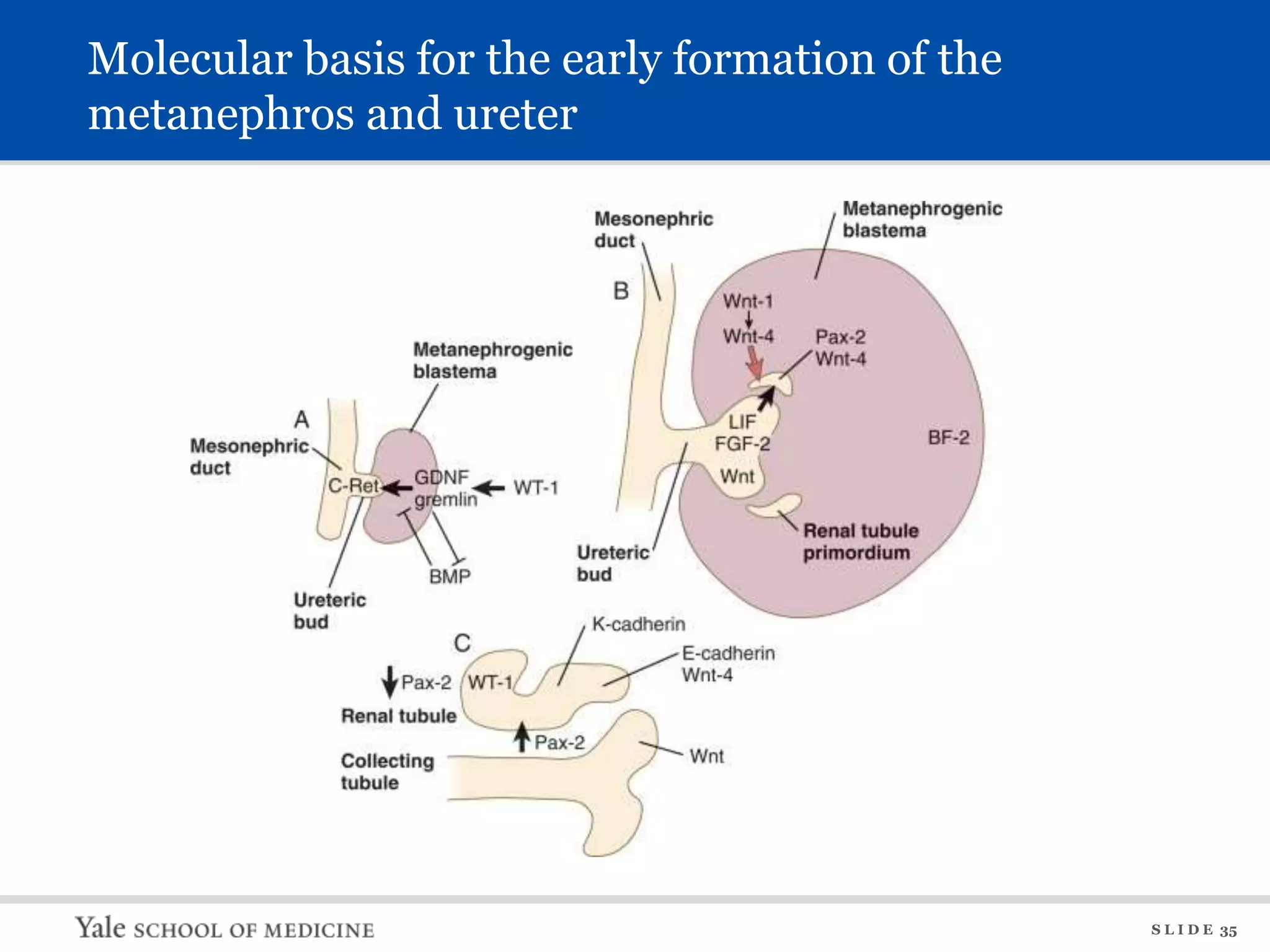 Renal Embryology.pptx