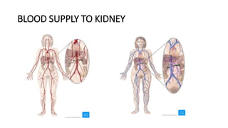 RENAL EMERGENCIES.pptx