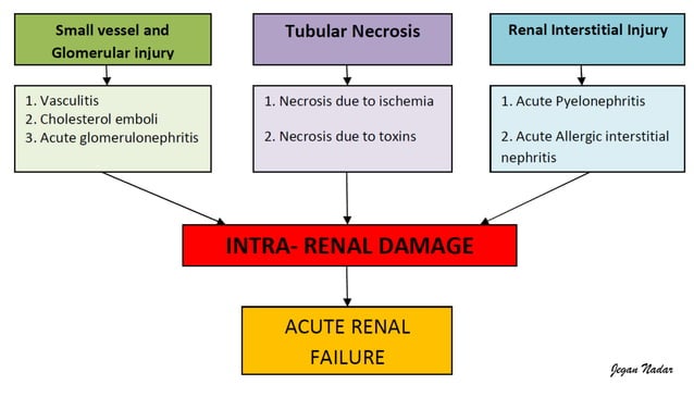 Acute Renal Failure Pathophysiology Flowchart – BLVB