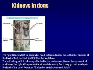 Renal failure in dogs dr ghanem 2018 | PDF
