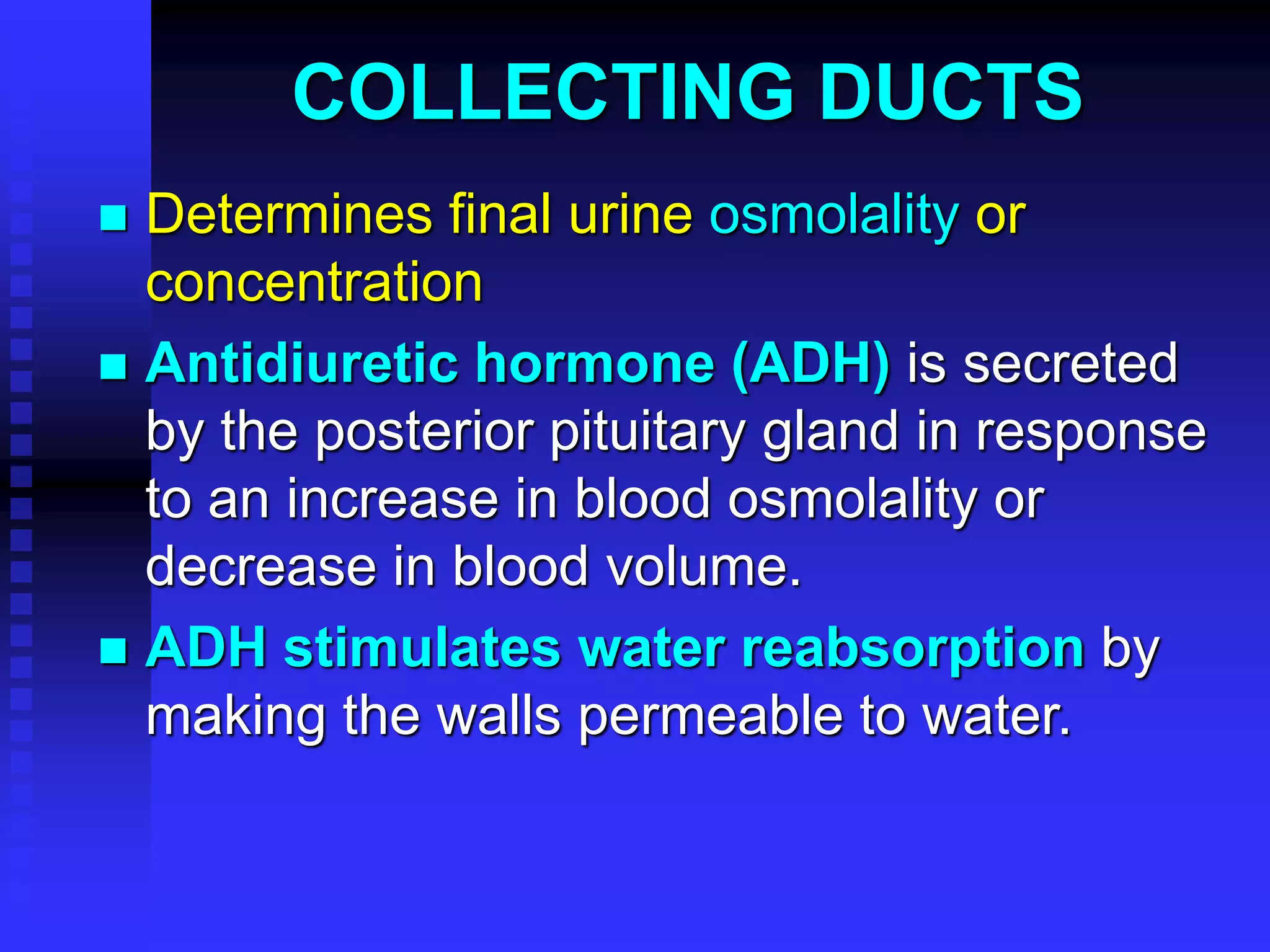 Renal Function.ppt