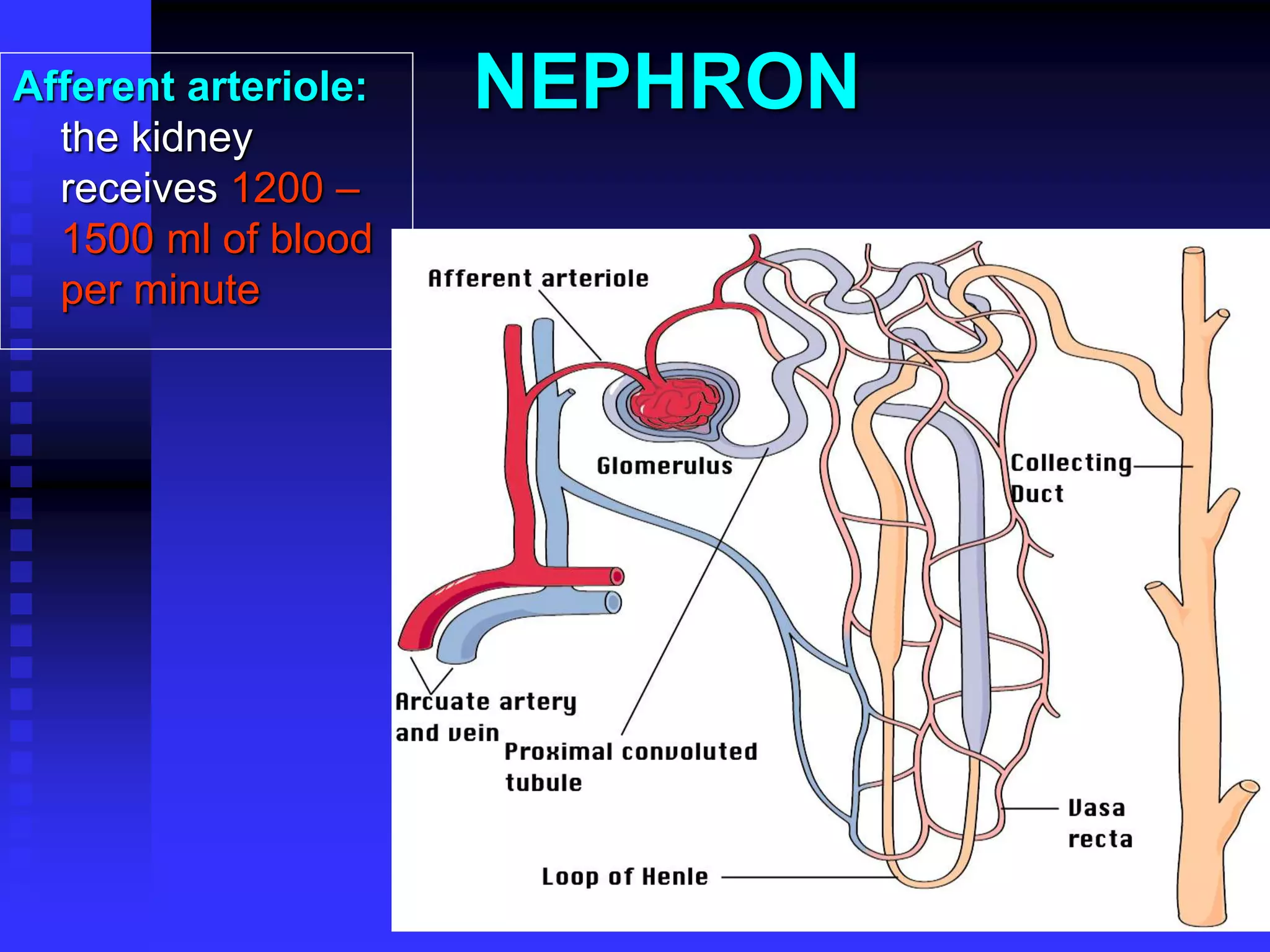 Renal Function.ppt