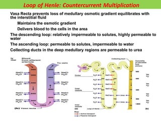 Renal function test | PPTX
