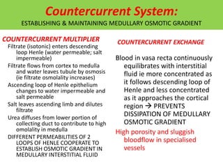 Renal function test | PPTX