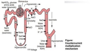 Renal function test | PPTX