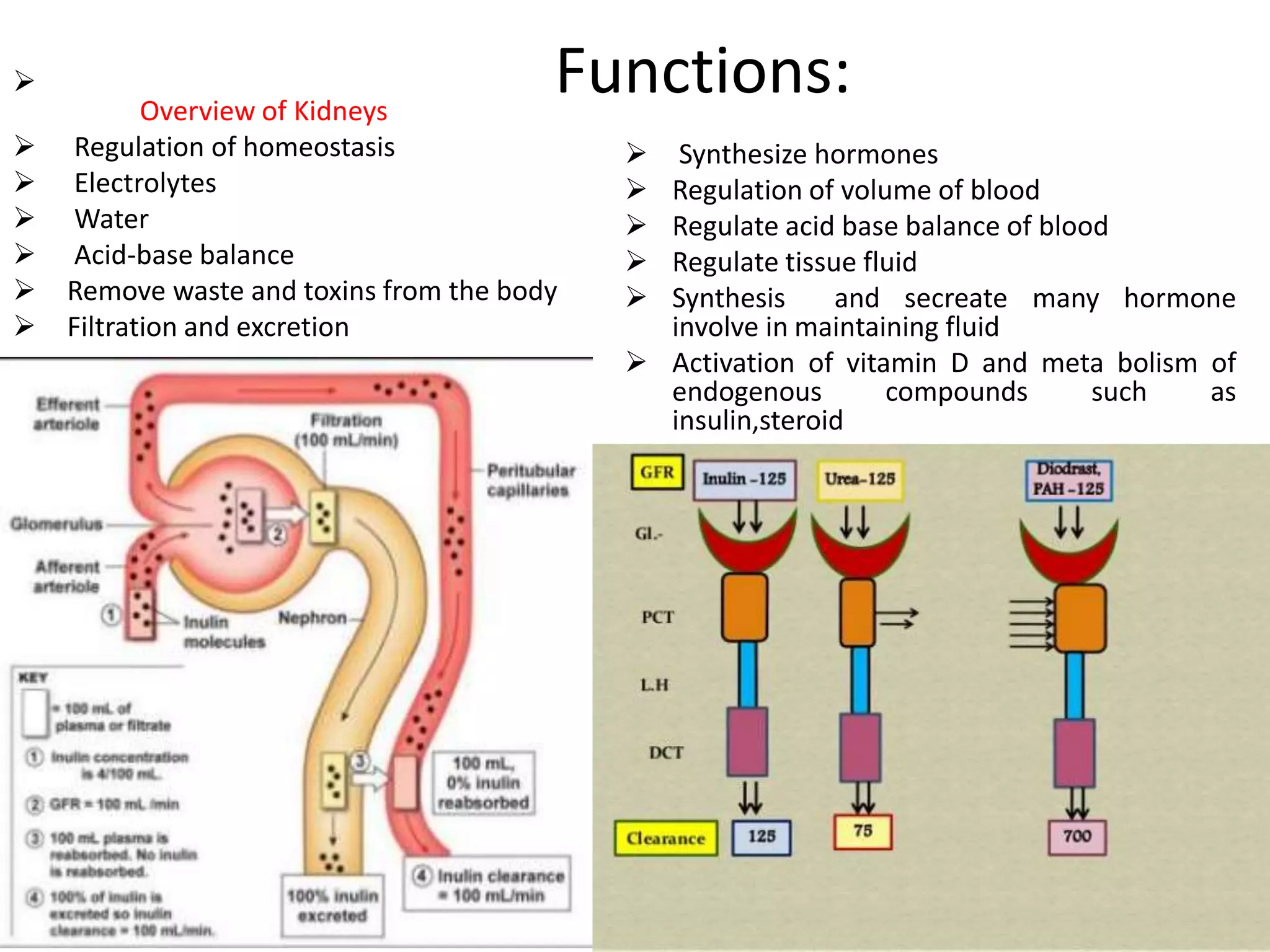 Renal function test | PPT