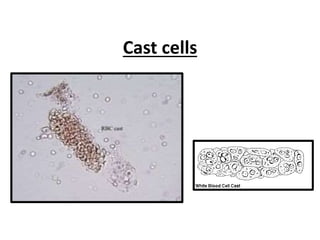 Renal function test for mbbs, bds, nursing, paramedics .pptx