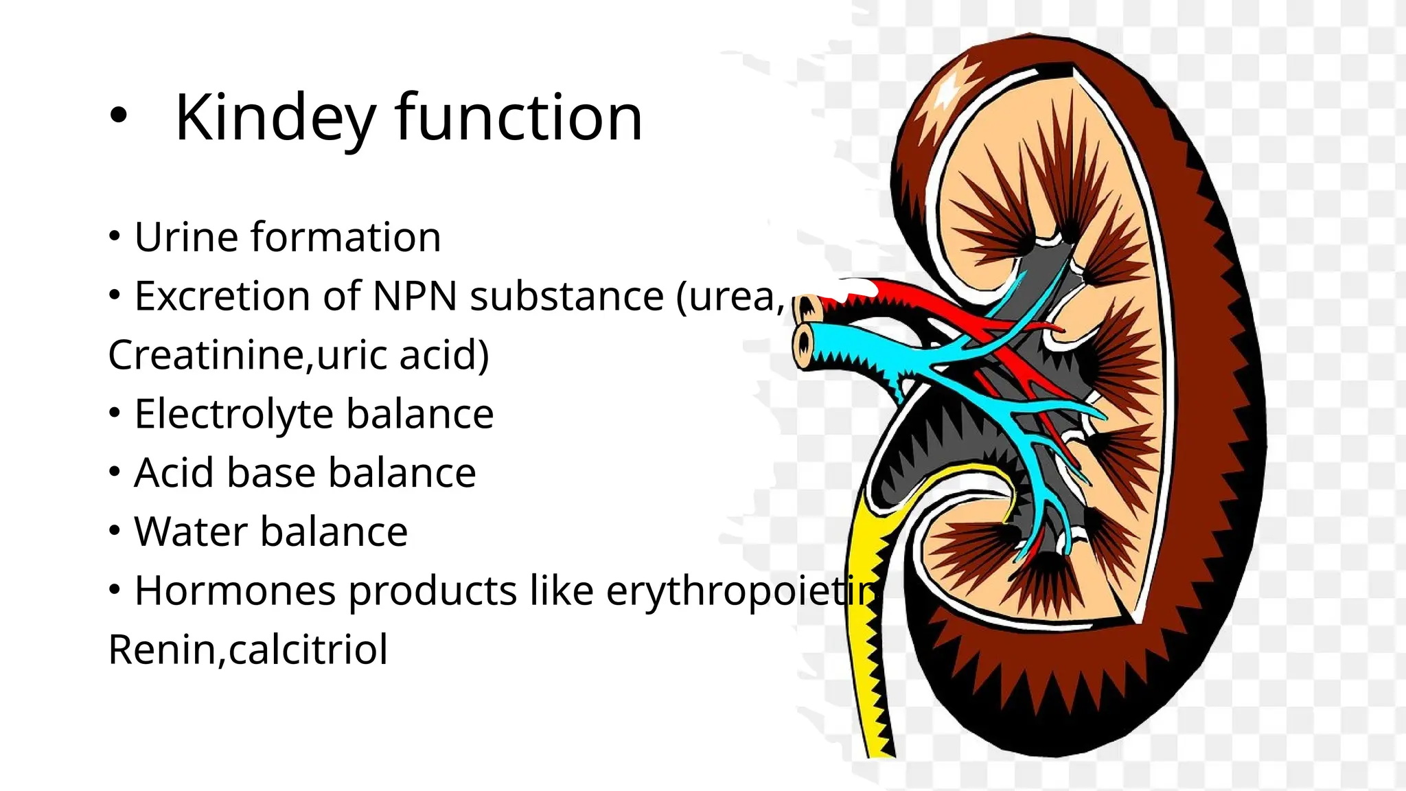 Renal Function Test or Kidney function Test-1.pptx