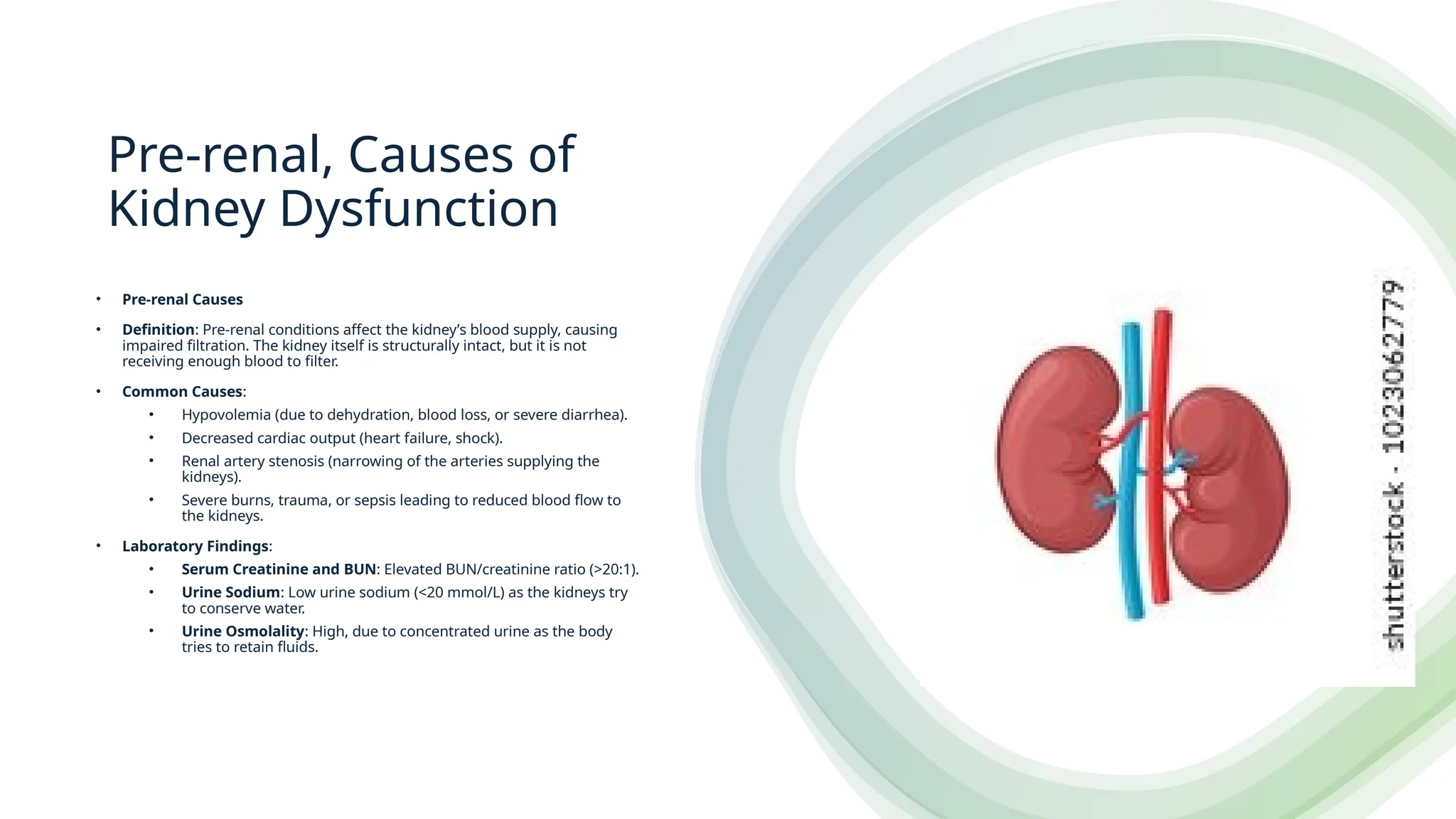 Renal Function Test or Kidney function Test-1.pptx