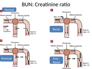 Renal function tests to assess the functions of kidney | PPTX