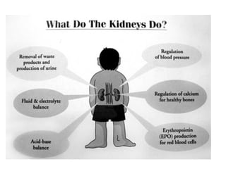 Renal function tests to assess the functions of kidney | PPTX