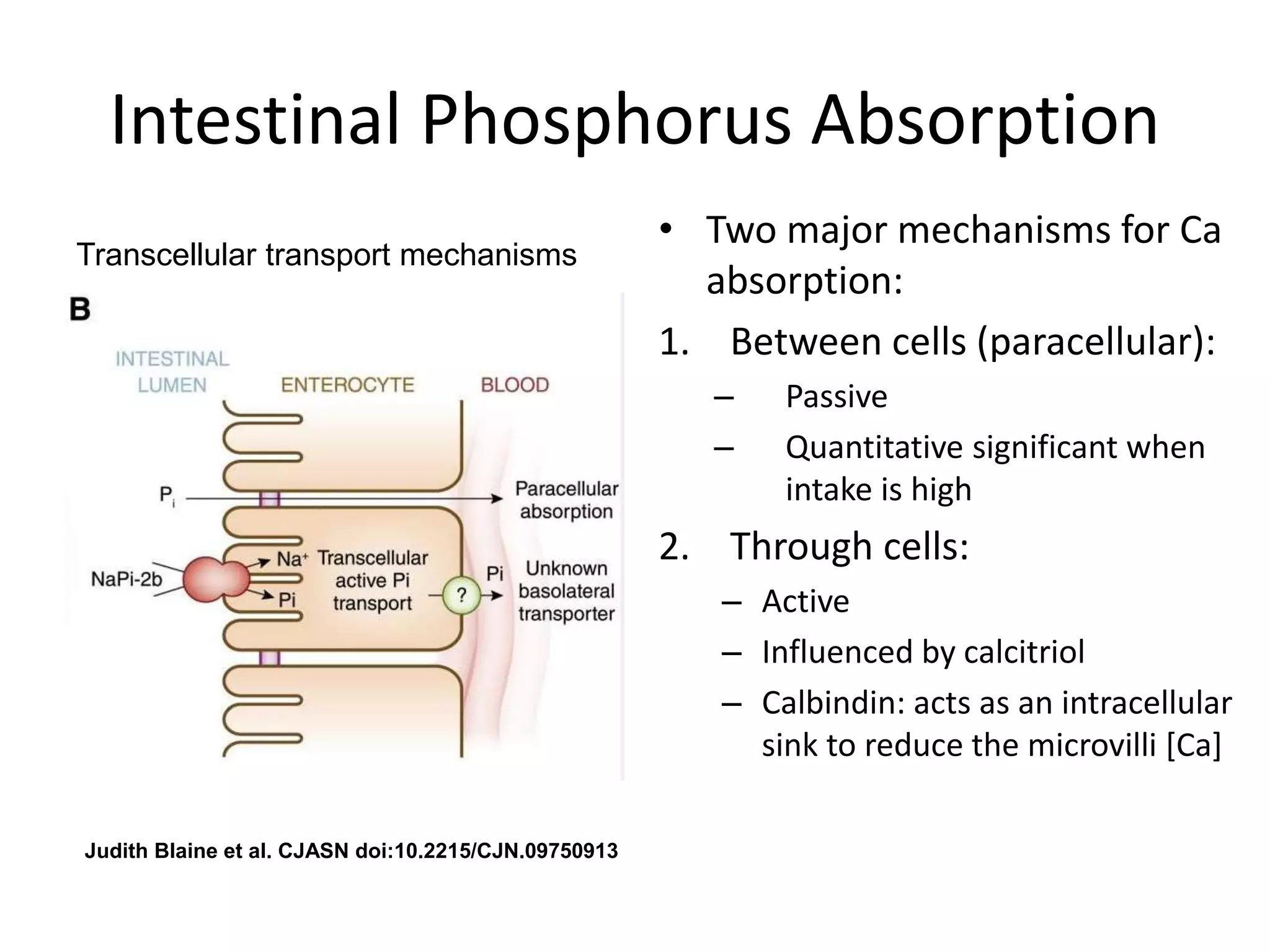 Renal handling of Calcium, Phosphorus and Magnesium | PPTX