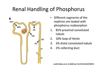 Renal handling of Calcium, Phosphorus and Magnesium | PPT