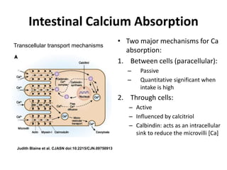 Renal handling of Calcium, Phosphorus and Magnesium | PPT