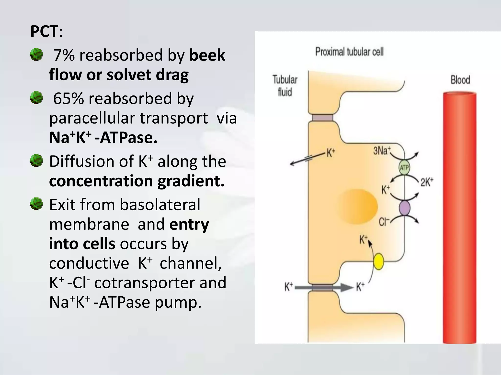 Renal handling of potassium ions | PPTX | Chemistry | Science