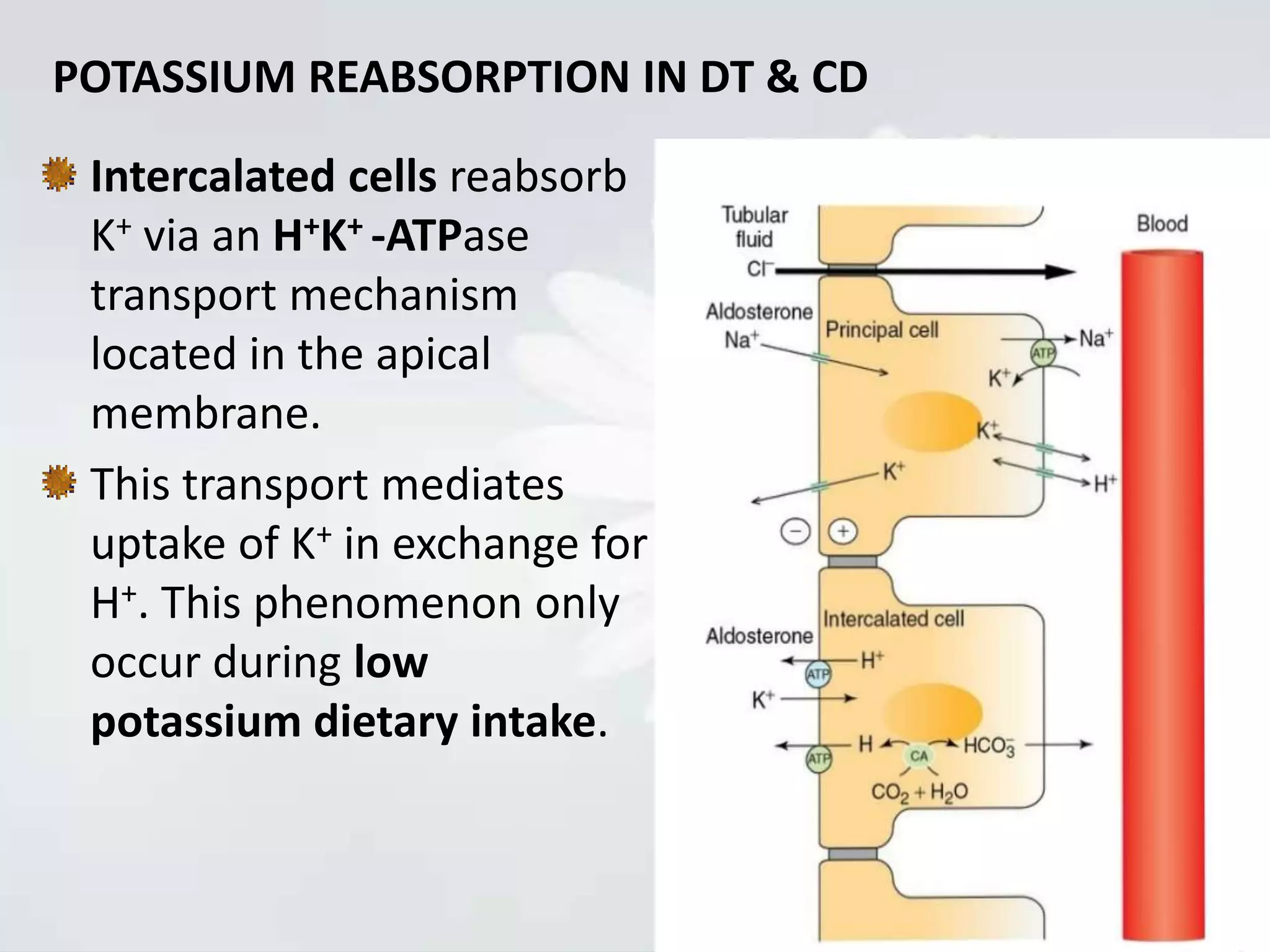 Renal handling of potassium ions | PPTX