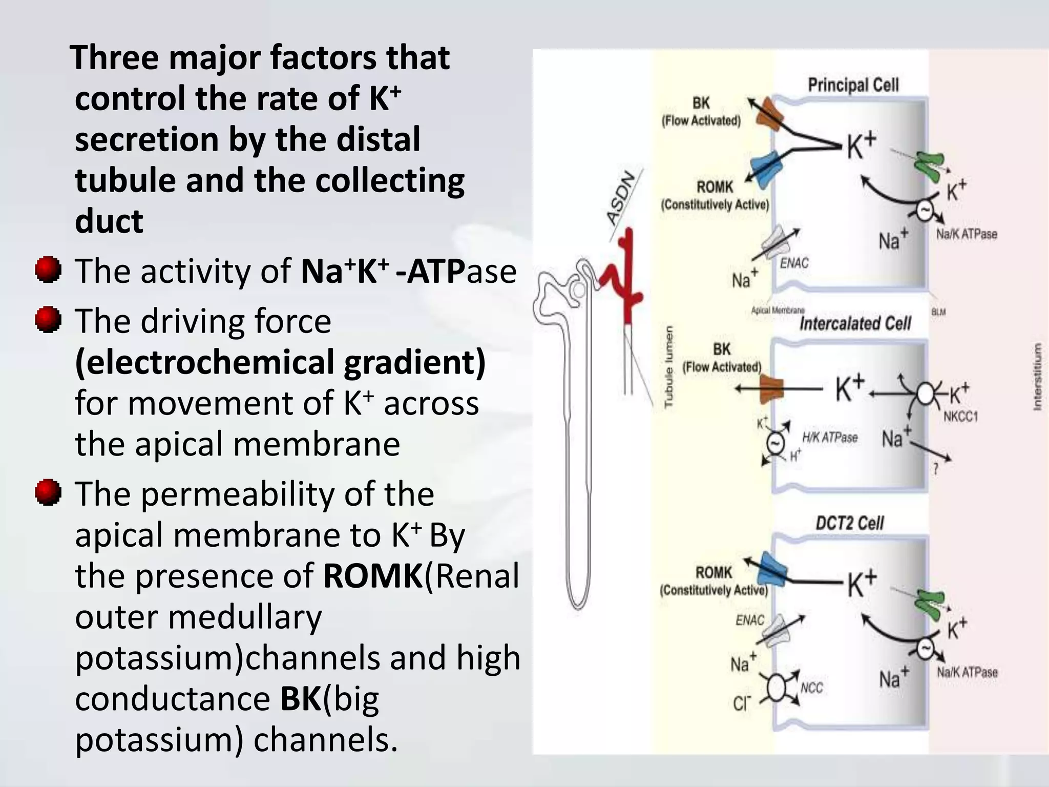 Renal handling of potassium ions | PPTX