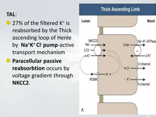 Renal handling of potassium ions | PPTX