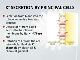 Renal handling of potassium ions | PPTX