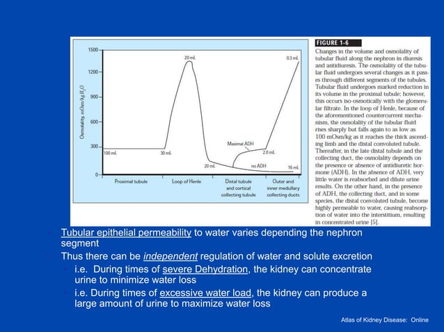 Renal handling of water | PPTX | Chemistry | Science