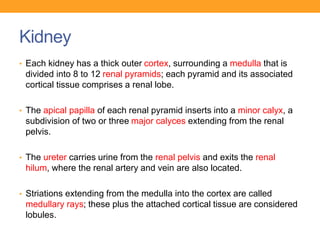 Renal Histology | PPTX