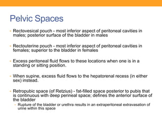 Renal Histology | PPTX