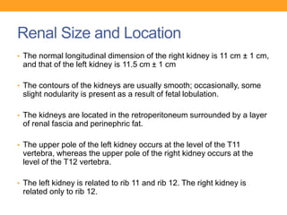 Renal Histology | PPTX