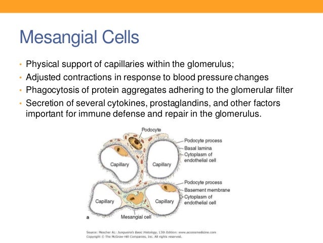 Extraglomerular Mesangial Cells