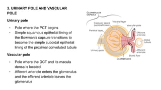LECTURE FOR RENAL HISTOLOGY BY AJEB.pptx
