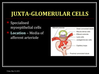 RENAL HORMONES | PPT