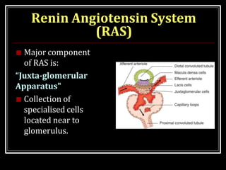 RENAL HORMONES.pptx
