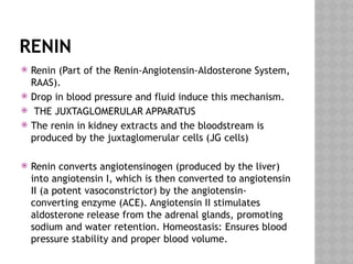 Renal Hormones in Homeostasis (2).ppt download | PPT