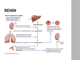 Renal Hormones in Homeostasis (2).ppt download | PPT