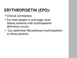 Renal Hormones in Homeostasis (2).ppt download | PPT