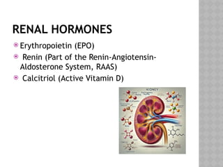 Renal Hormones in Homeostasis (2).ppt download | PPT