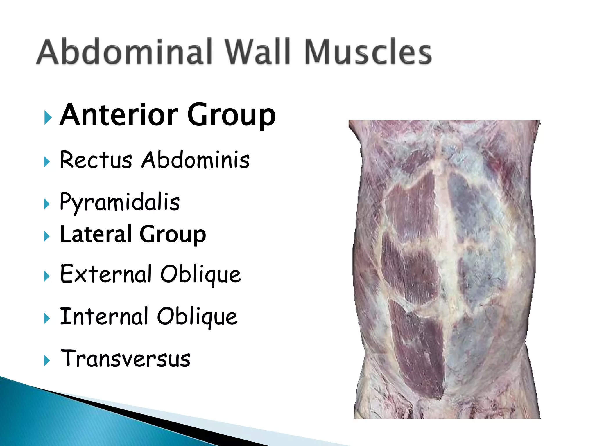 Renal incision | PPTX
