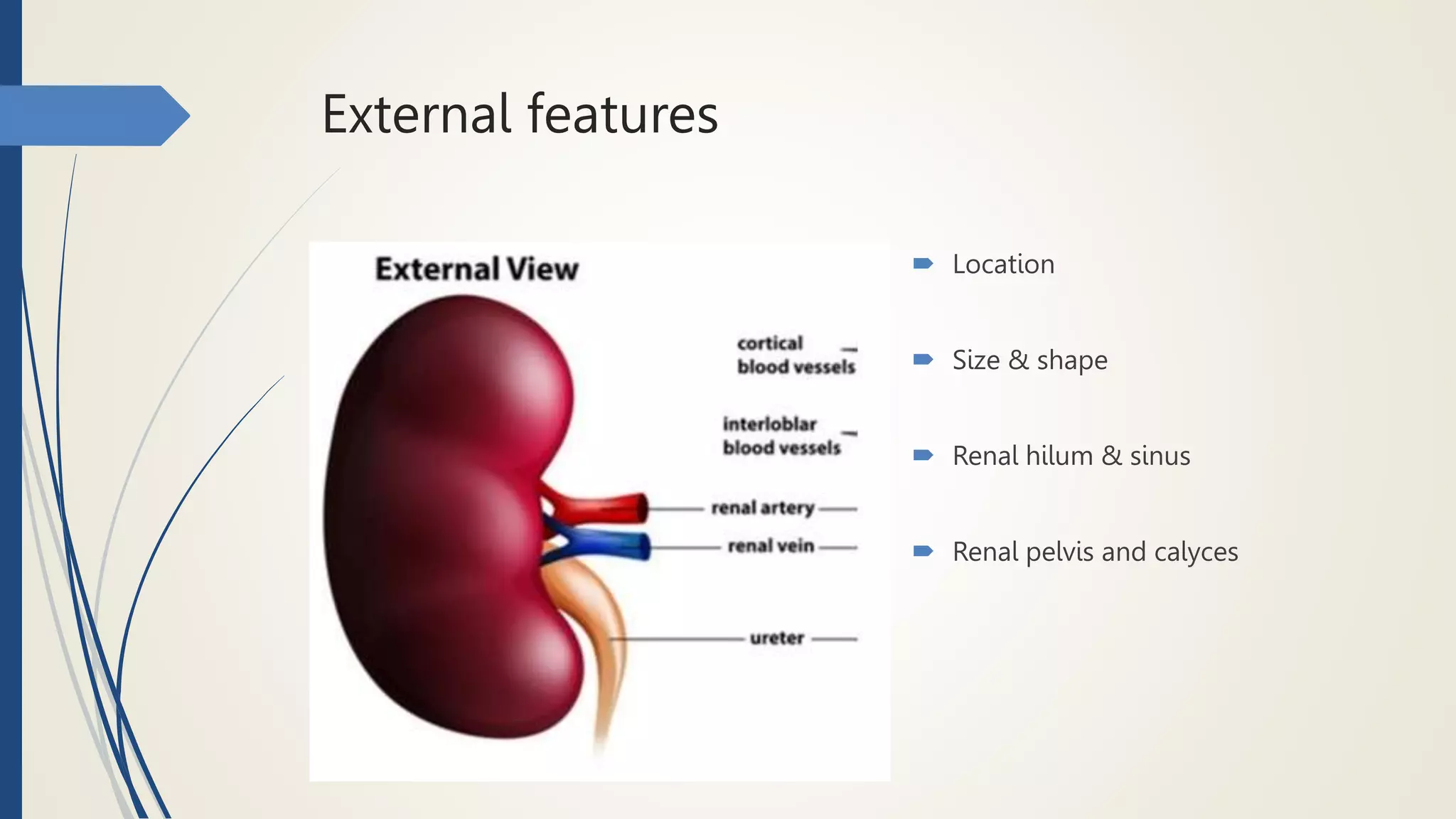 Renal intro, blood flow JGA & RAS.pptx
