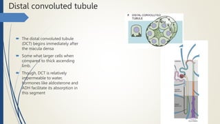 Renal intro, blood flow JGA & RAS.pptx