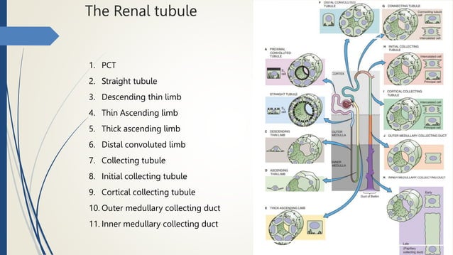 Renal intro, blood flow JGA & RAS.pptx