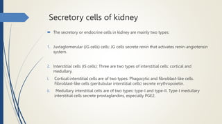 Renal intro, blood flow JGA & RAS.pptx