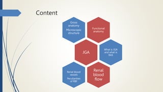 Renal intro, blood flow JGA & RAS.pptx