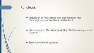 Renal intro, blood flow JGA & RAS.pptx